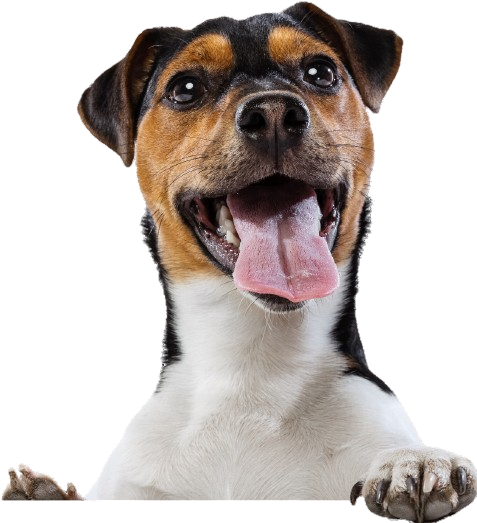 Life By Petto --- Health and Wellness Platform for your Pet